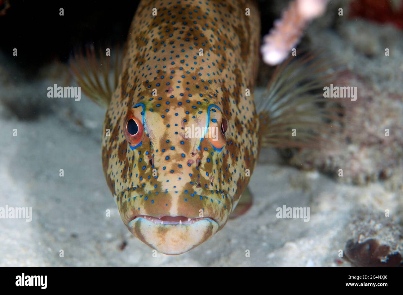 Leopard grouper fish hi-res stock photography and images - Alamy