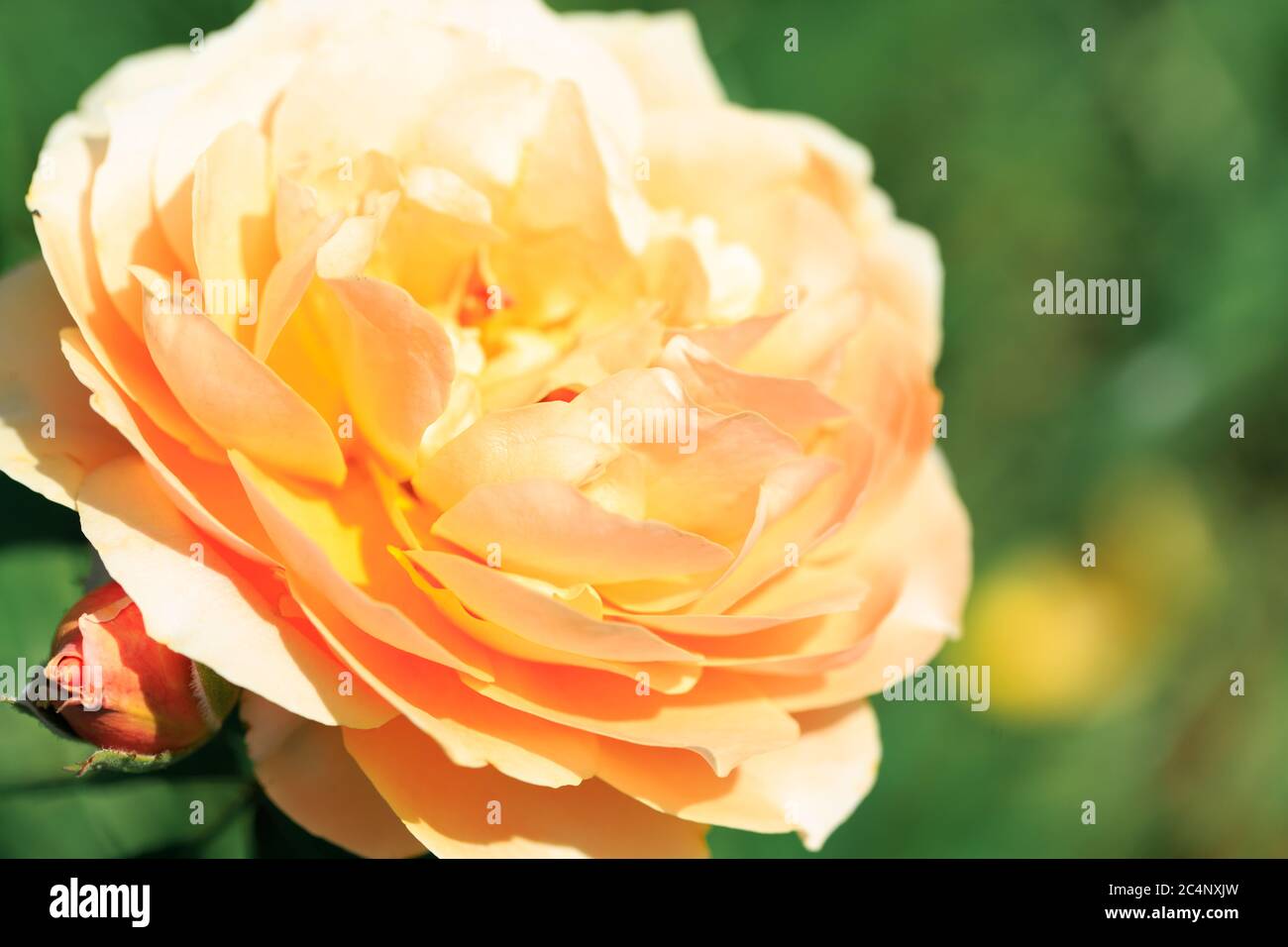 Tender roses. Background of blooming roses flowers. Sunny natural light ...