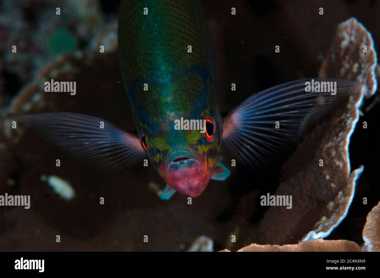 Chromis fish, Chromis sp., Heron Island, Great Barrier Reef, Australia ...
