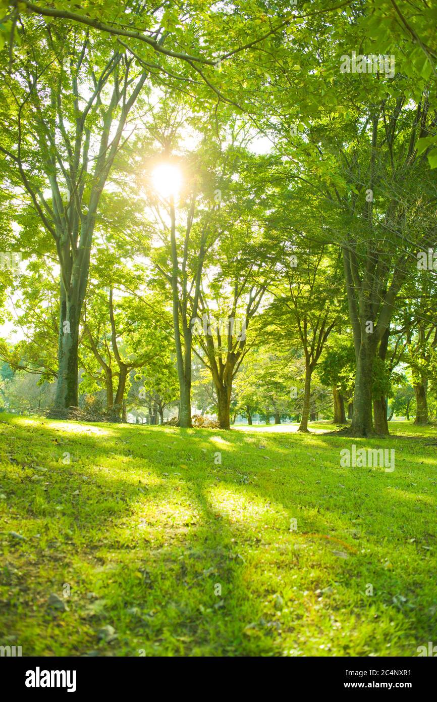 Sunshine and natural shade hi-res stock photography and images - Alamy