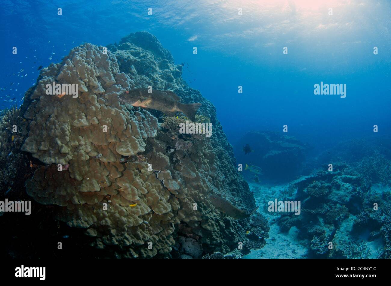 Old coral grouper, Plectropomus sp., swims in front of a coral bommie ...