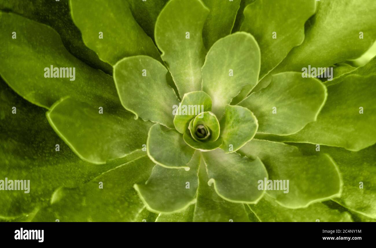 Radiant detail hi-res stock photography and images - Alamy