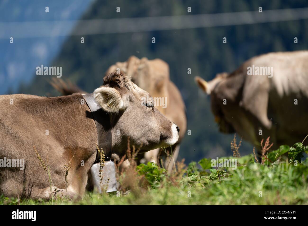 Alps – A Peaceful Scene of Alpine Life Stock Photo - Alamy