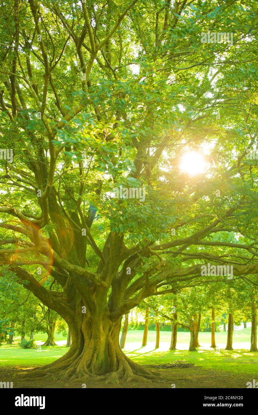 Sunshine and natural shade hi-res stock photography and images - Alamy