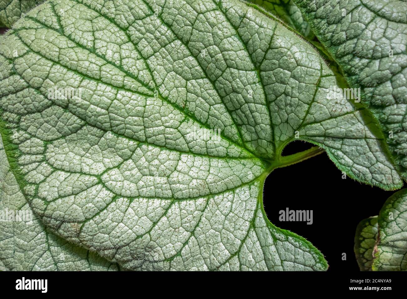 Bicolor leaves hi-res stock photography and images - Alamy