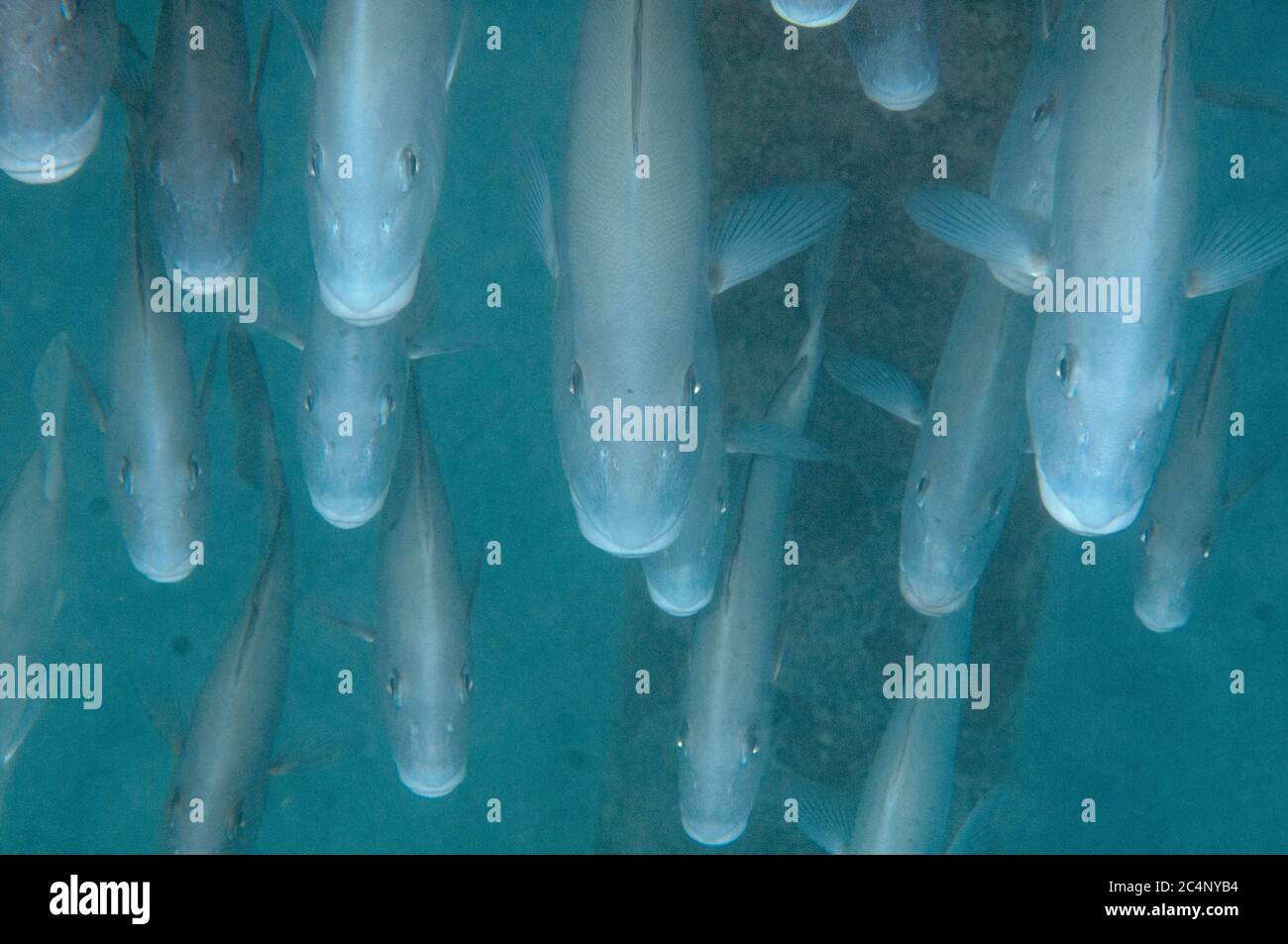 School of dark-tailed snapper, Lutjanus lemniscatus, Heron Island ...