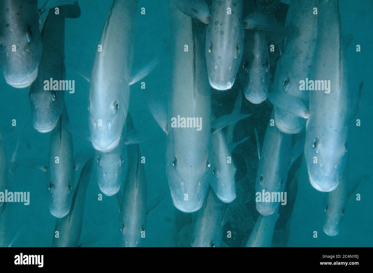 School of dark-tailed snapper, Lutjanus lemniscatus, Heron Island ...