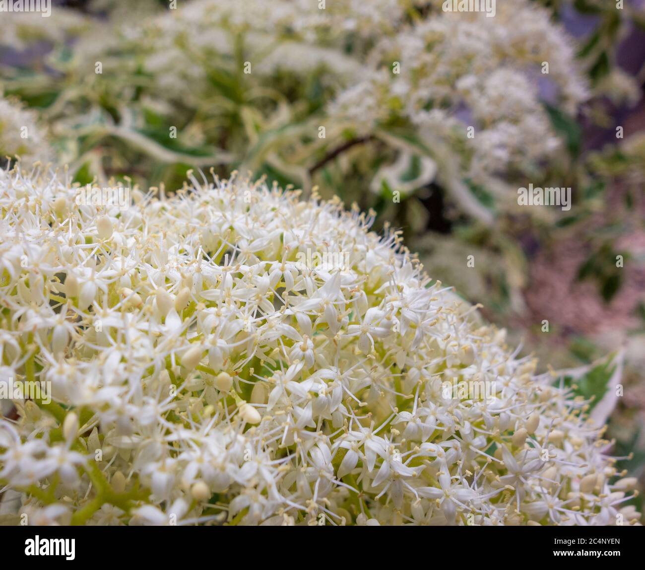 Fluffy white flower hi-res stock photography and images - Alamy