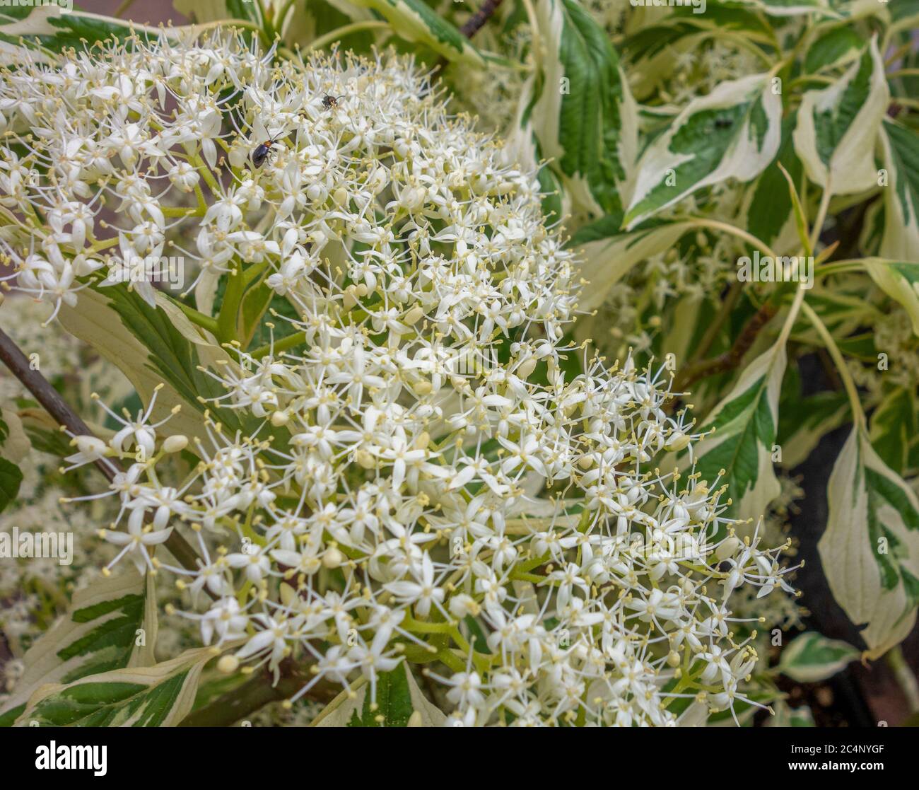 Fluffy white flower hi-res stock photography and images - Alamy