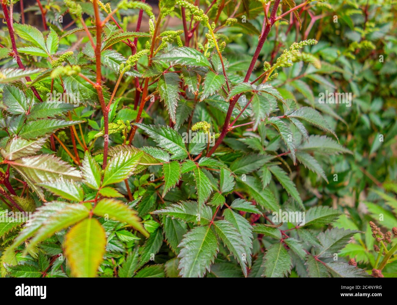 a natural full frame green leaves and red stipes background Stock Photo ...