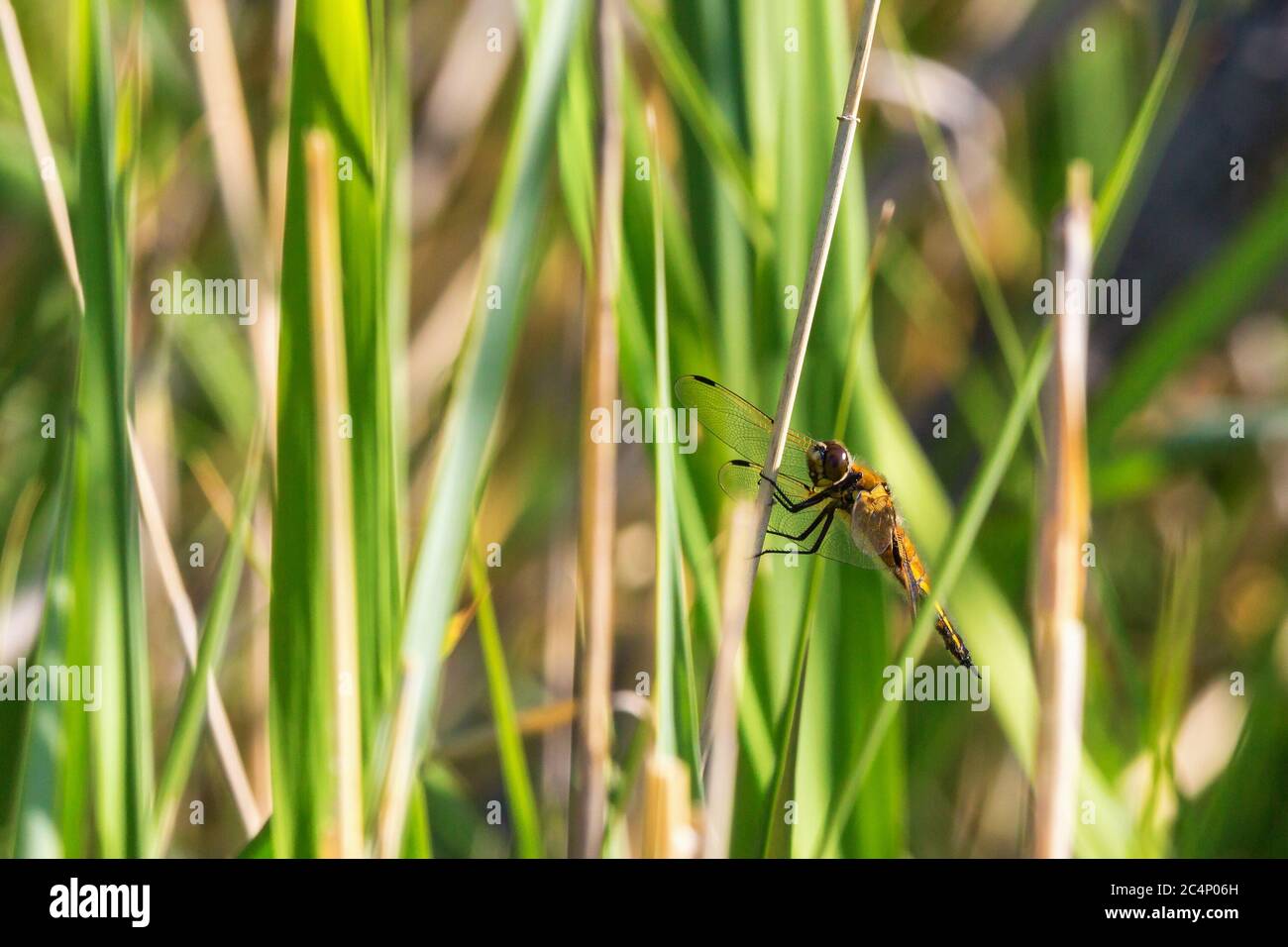 Dragonfly sitting on a grass straw in the bush Stock Photo - Alamy