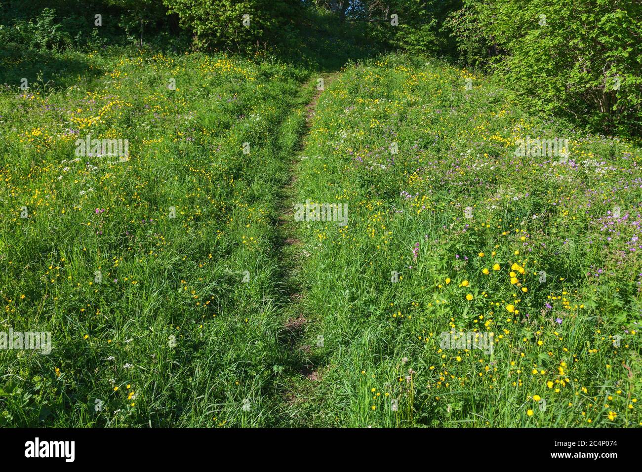 Hiking trail through flowering hi-res stock photography and images - Alamy