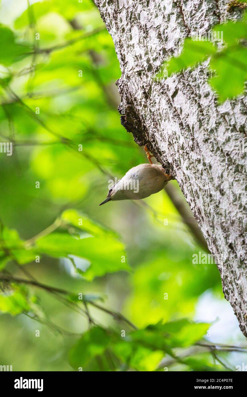 Nuthatch sitting in tree hi-res stock photography and images - Alamy