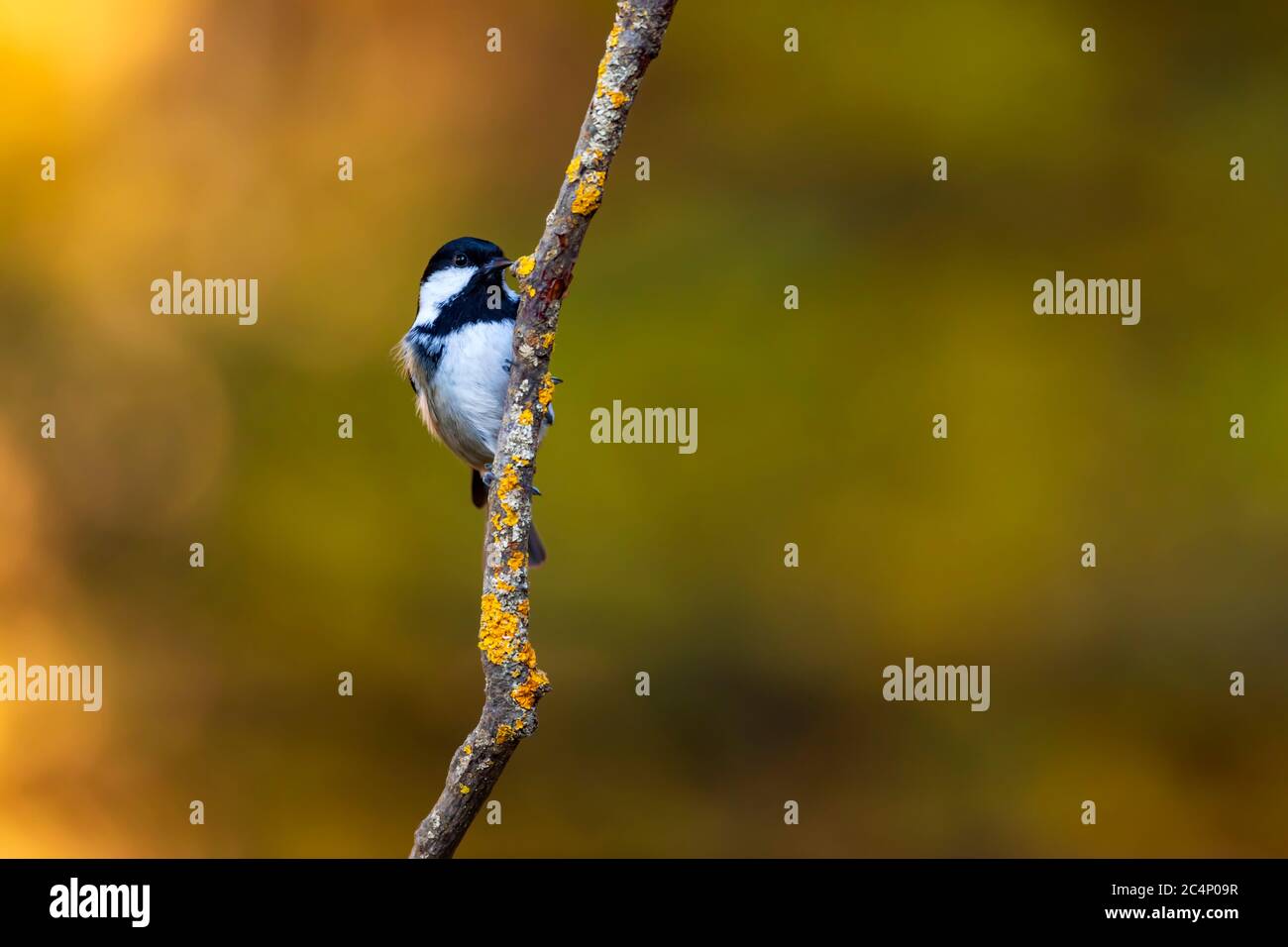 Cute little bird. Nature background. Park, garden forest bird: Coal tit ...