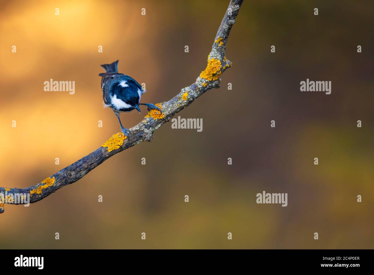 Cute little bird. Nature background. Park, garden forest bird: Coal tit ...