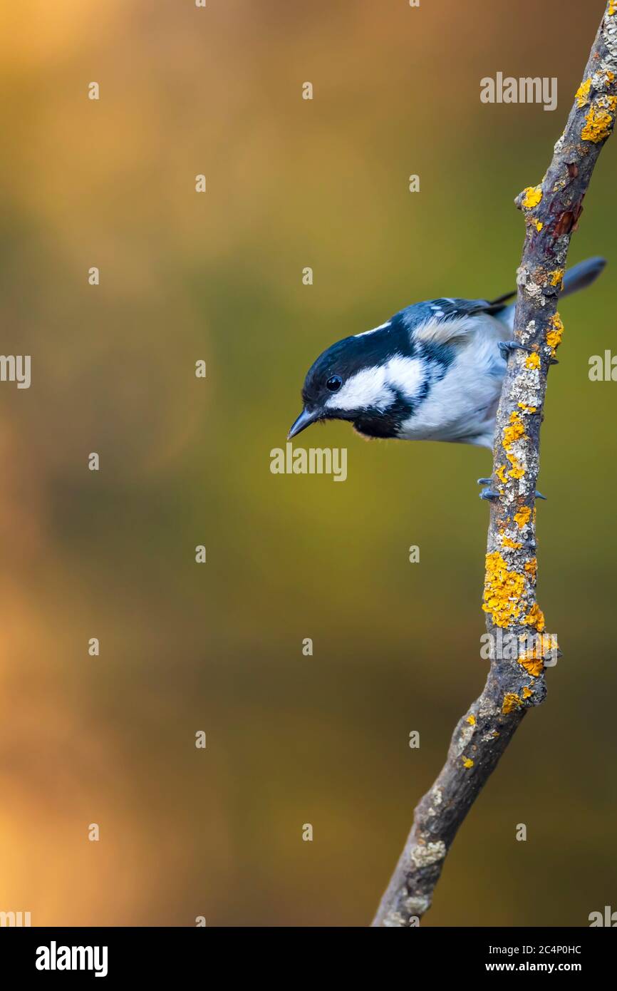 Cute little bird. Nature background. Park, garden forest bird: Coal tit ...