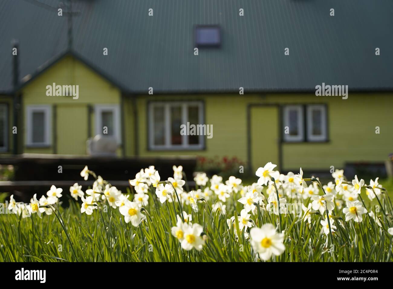 Yellow country house and narcissus Stock Photo - Alamy
