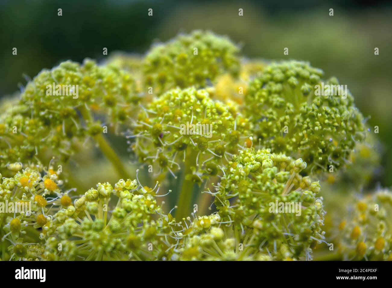 Closeup of blooming Giant Hogweed or Heracleum mantegazzianum plant and ...