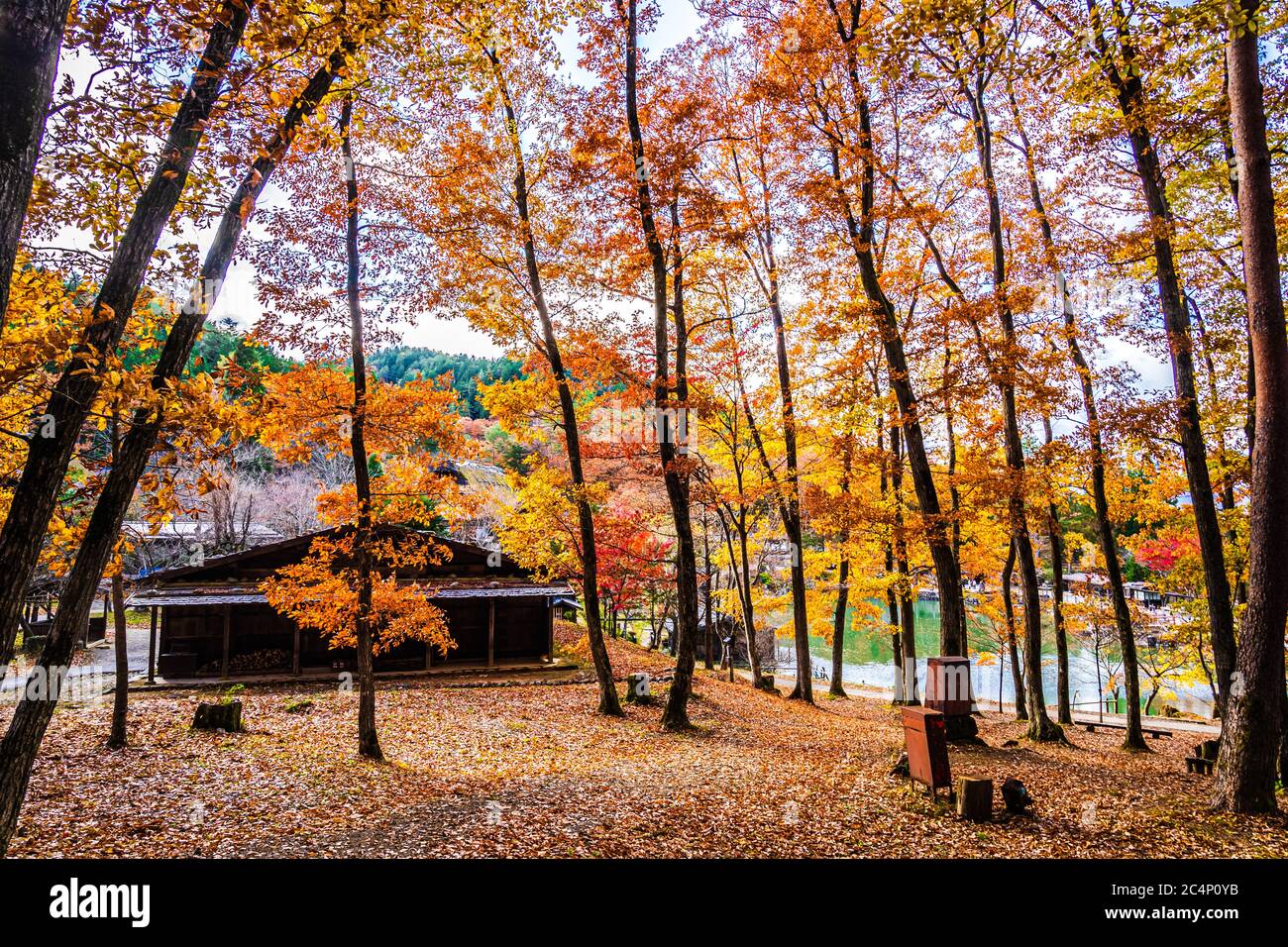 Autumn foliage season in Japan Stock Photo - Alamy