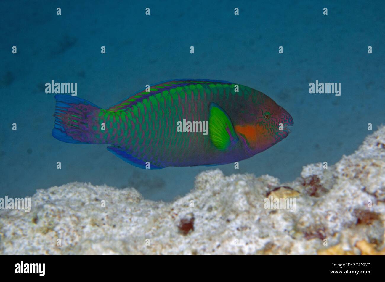 Adult Surf parrotfish, Scarus rivulatus, Heron Island, Great Barrier ...