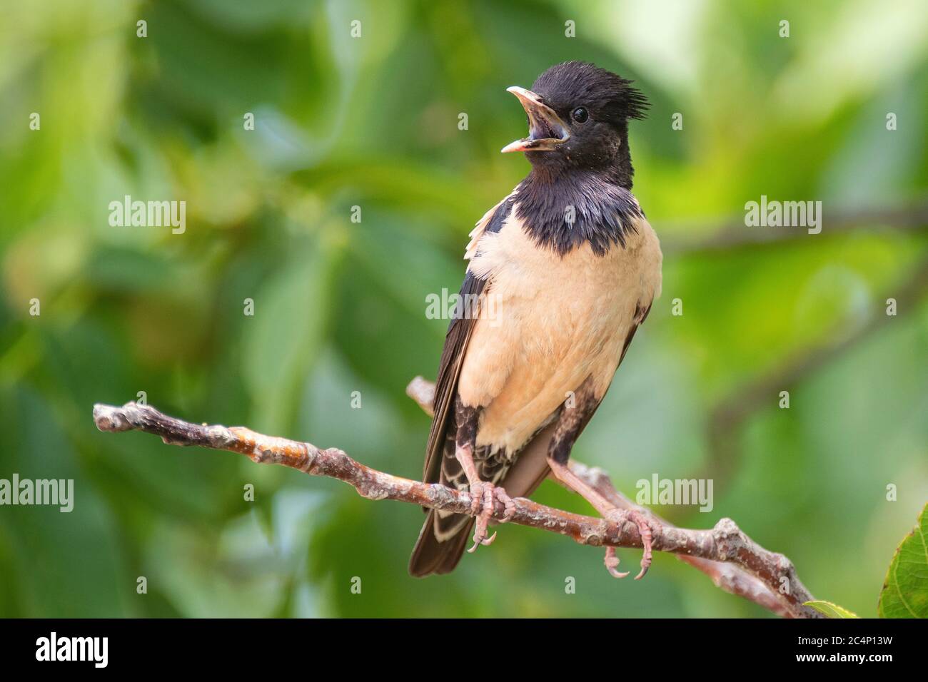 Rosy starling sturnus roseus hi-res stock photography and images - Alamy