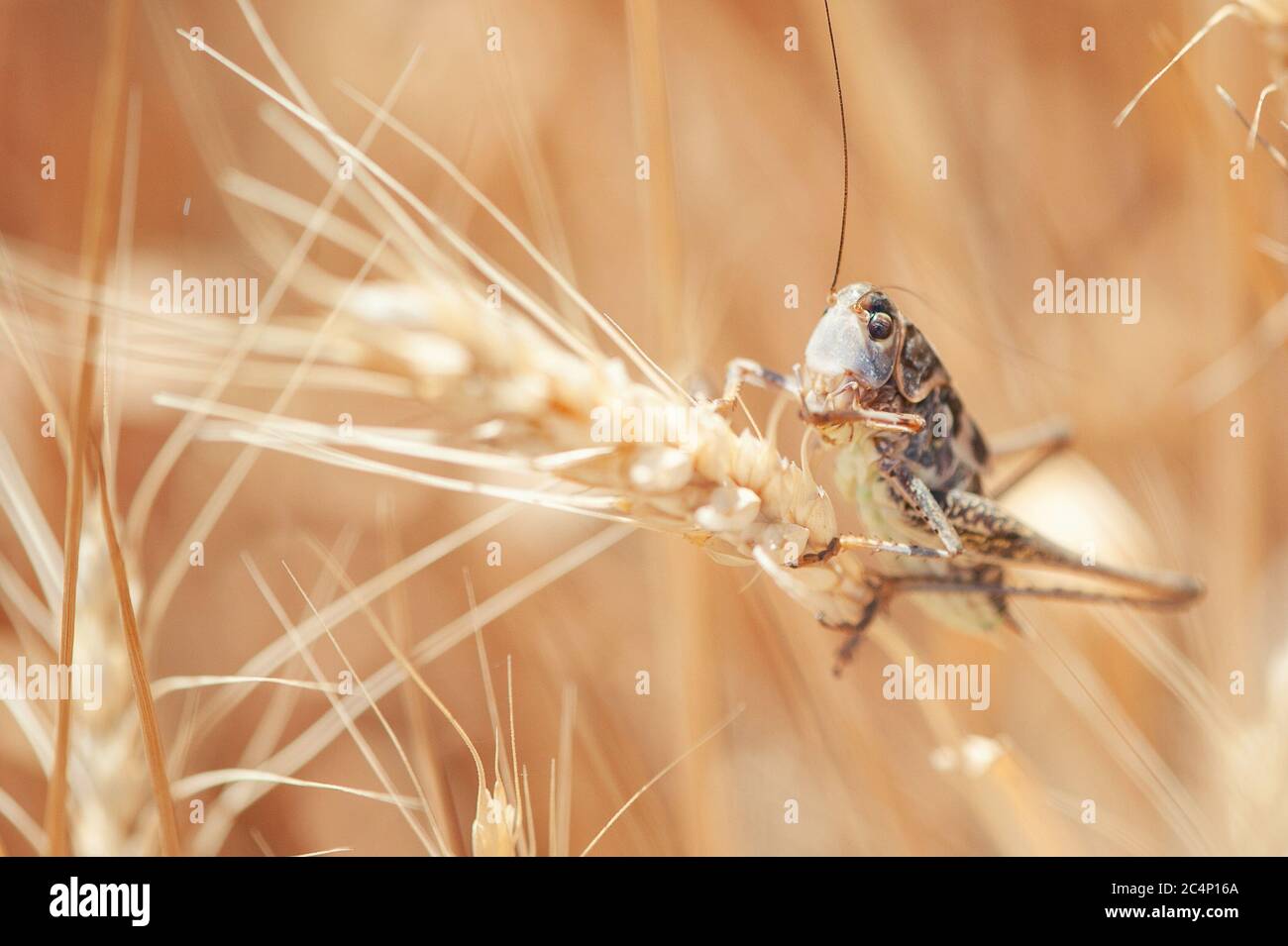 Locust on Wheat grain. Crop damage to whole grain harvest Stock Photo ...