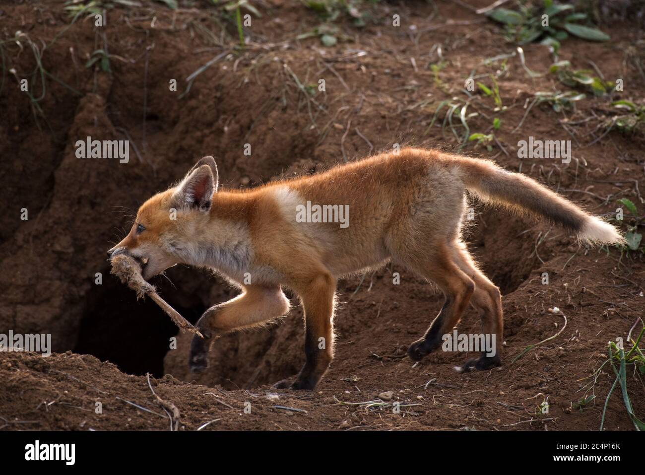 Little red fox with the remains of a prey. Vulpes vulpes Stock Photo ...