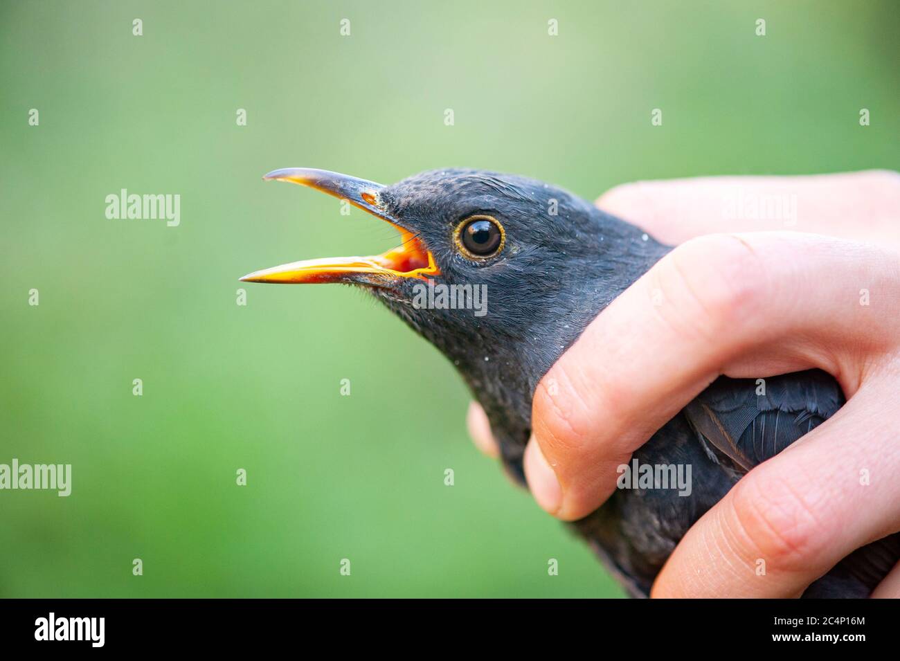 Male Eurasian Blackbird (Turdus merula). Bird in the hands of man Stock ...