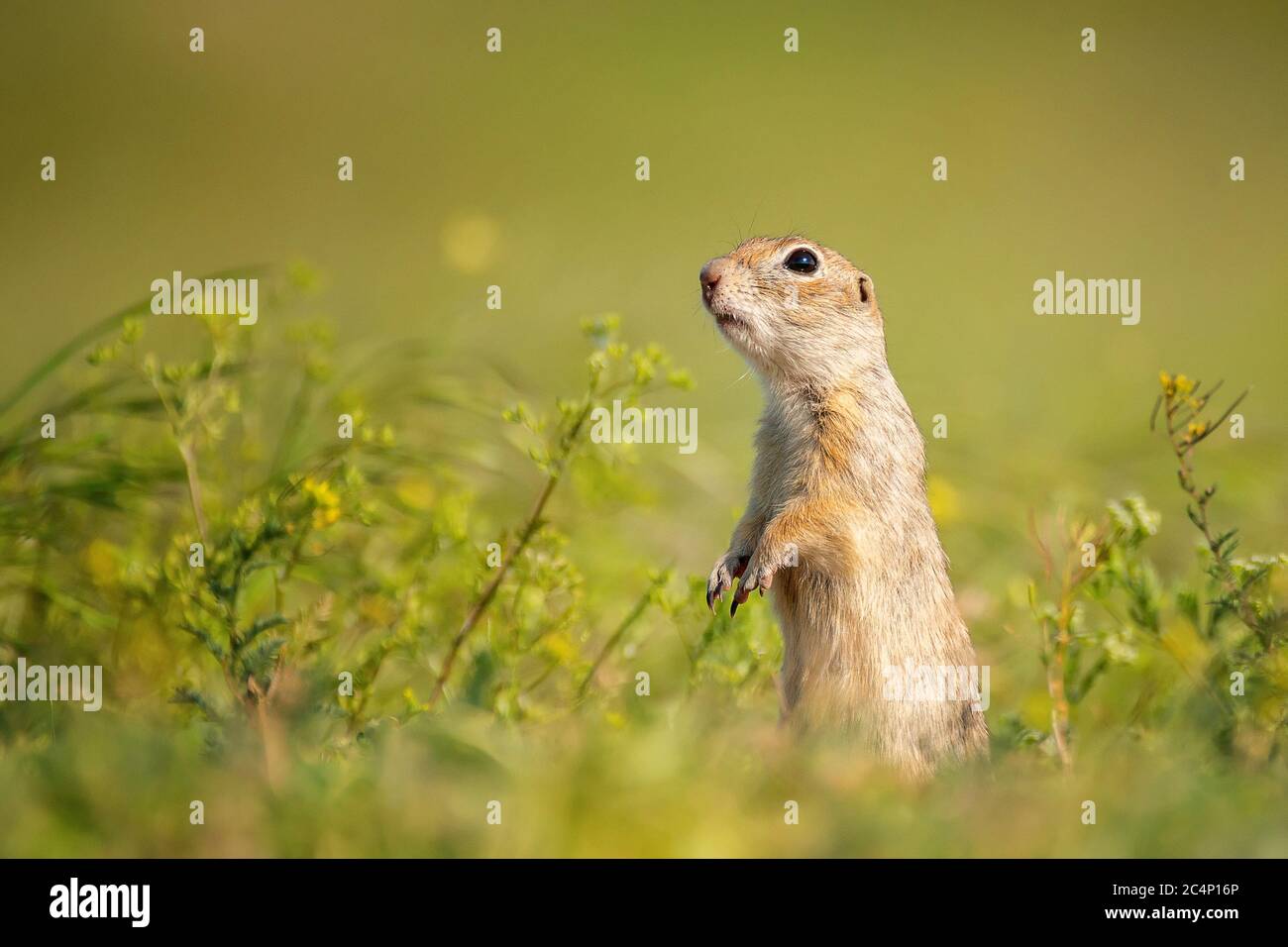 Cute Ground squirrel (Spermophilus pygmaeus) standing in the grass ...