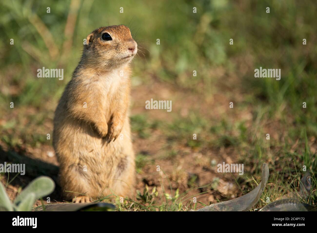 Ground squirrel (Spermophilus pygmaeus) standing in the grass Stock ...