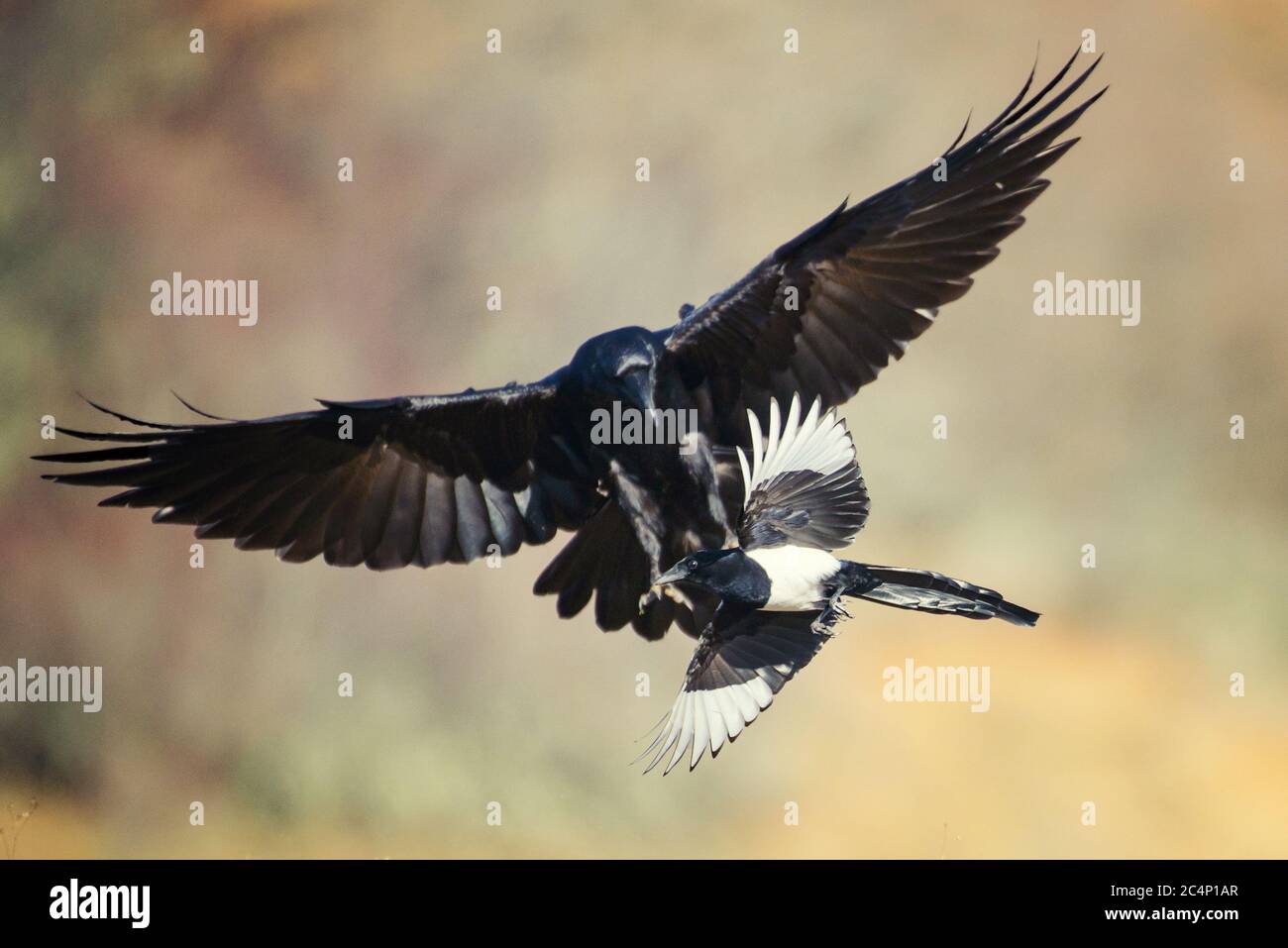 Black crow attack hi-res stock photography and images - Alamy