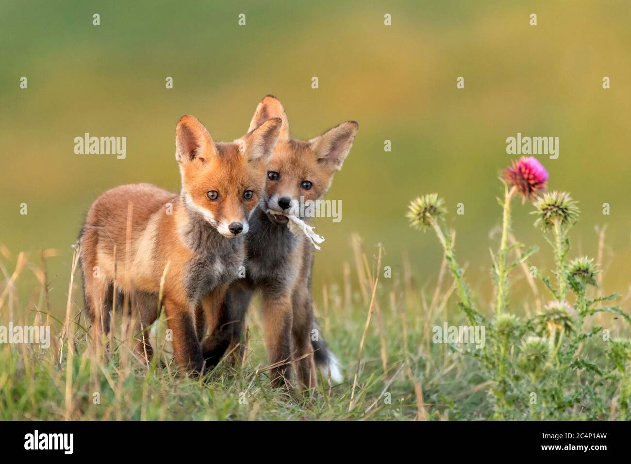 Two small red foxes near their burrow, on a beautiful green background ...