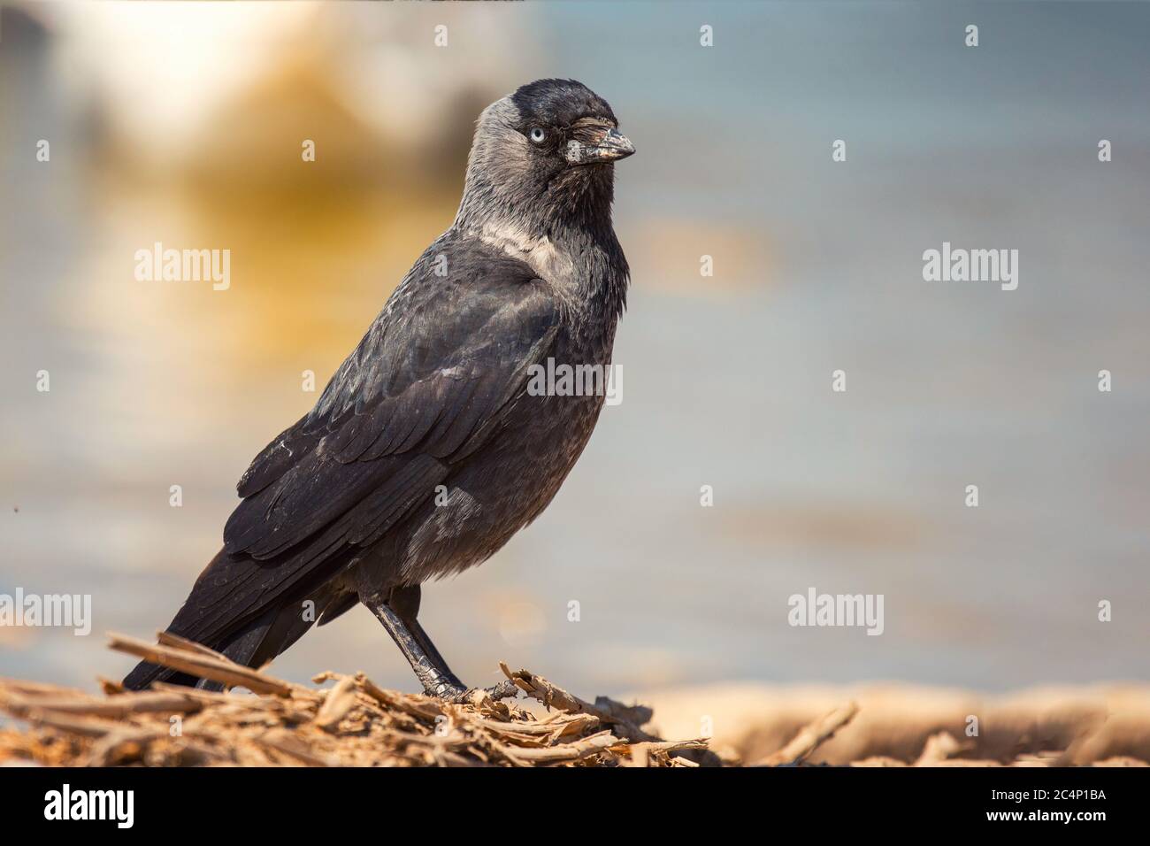 European jackdaw (Corvus monedula, Coloeus monedula Stock Photo - Alamy