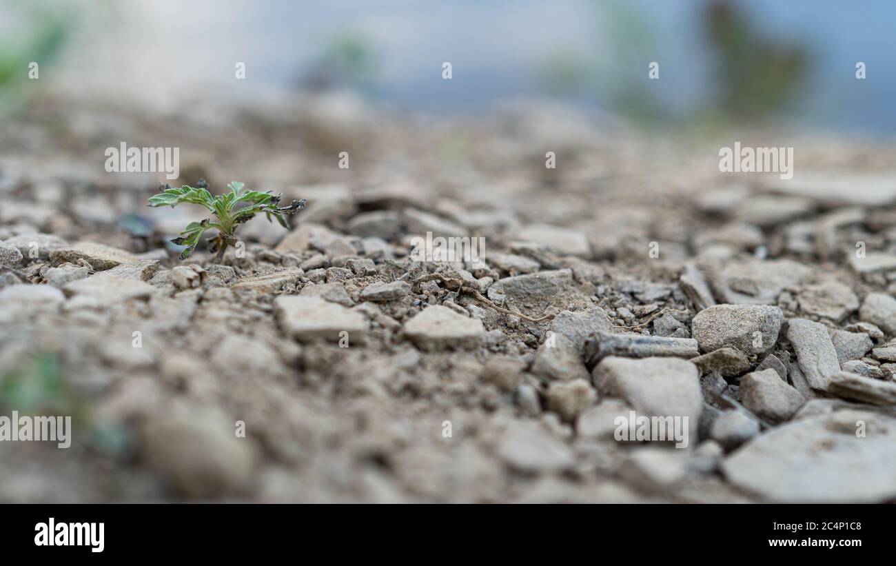 Soil small stones hi-res stock photography and images - Alamy