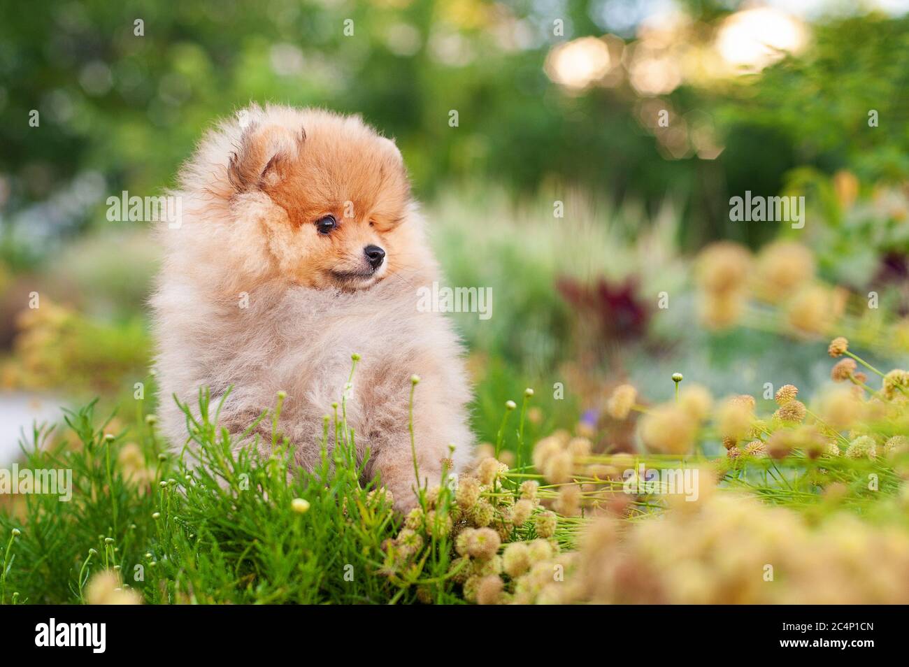 Cute pomeranian spitz in flowers Stock Photo - Alamy