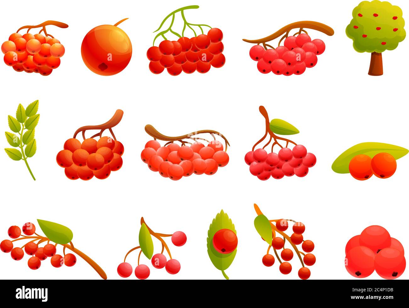 Rowan icons set. Cartoon set of rowan vector icons for web design Stock ...