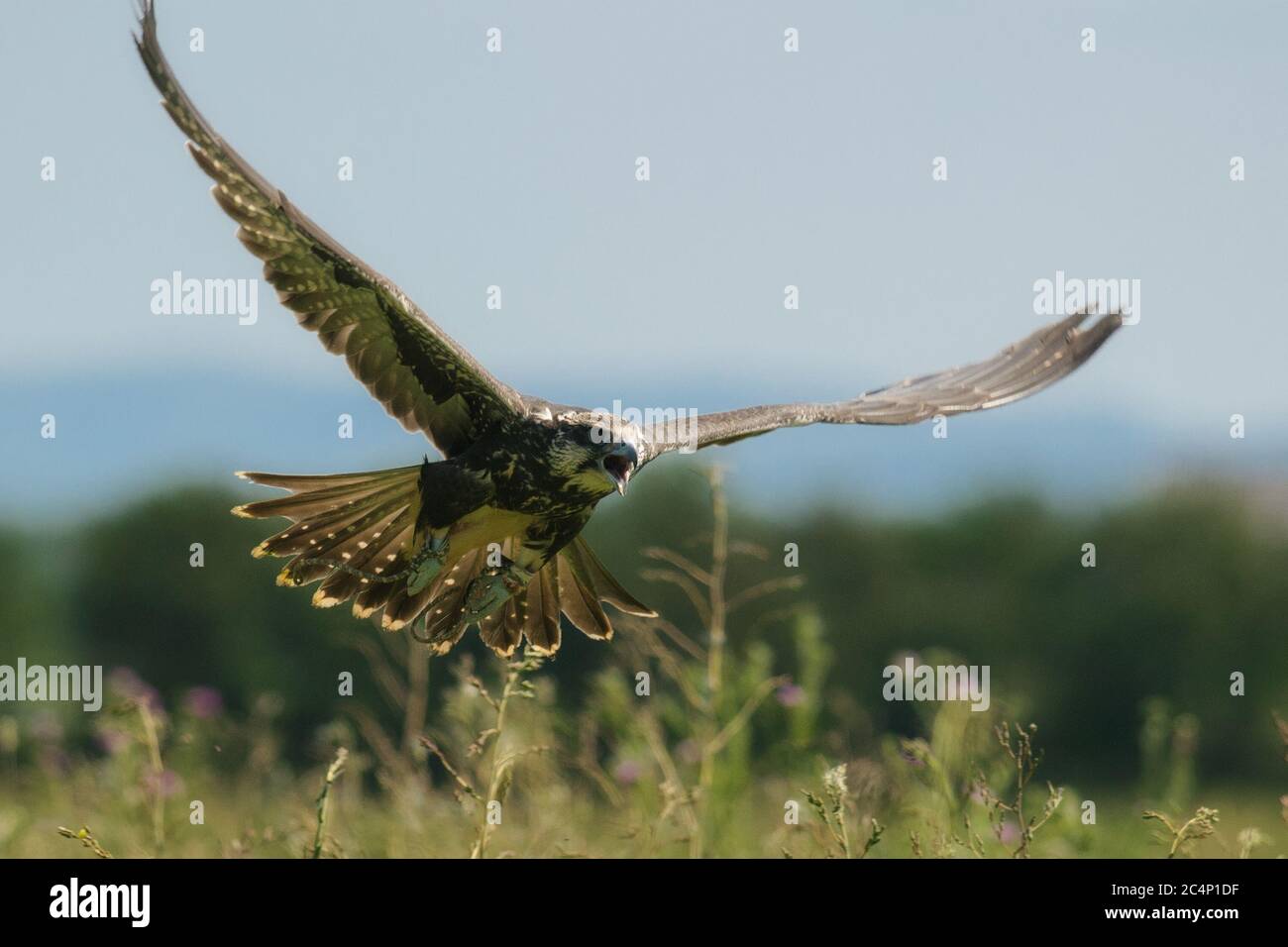 Peregrine saker falcon hi-res stock photography and images - Alamy
