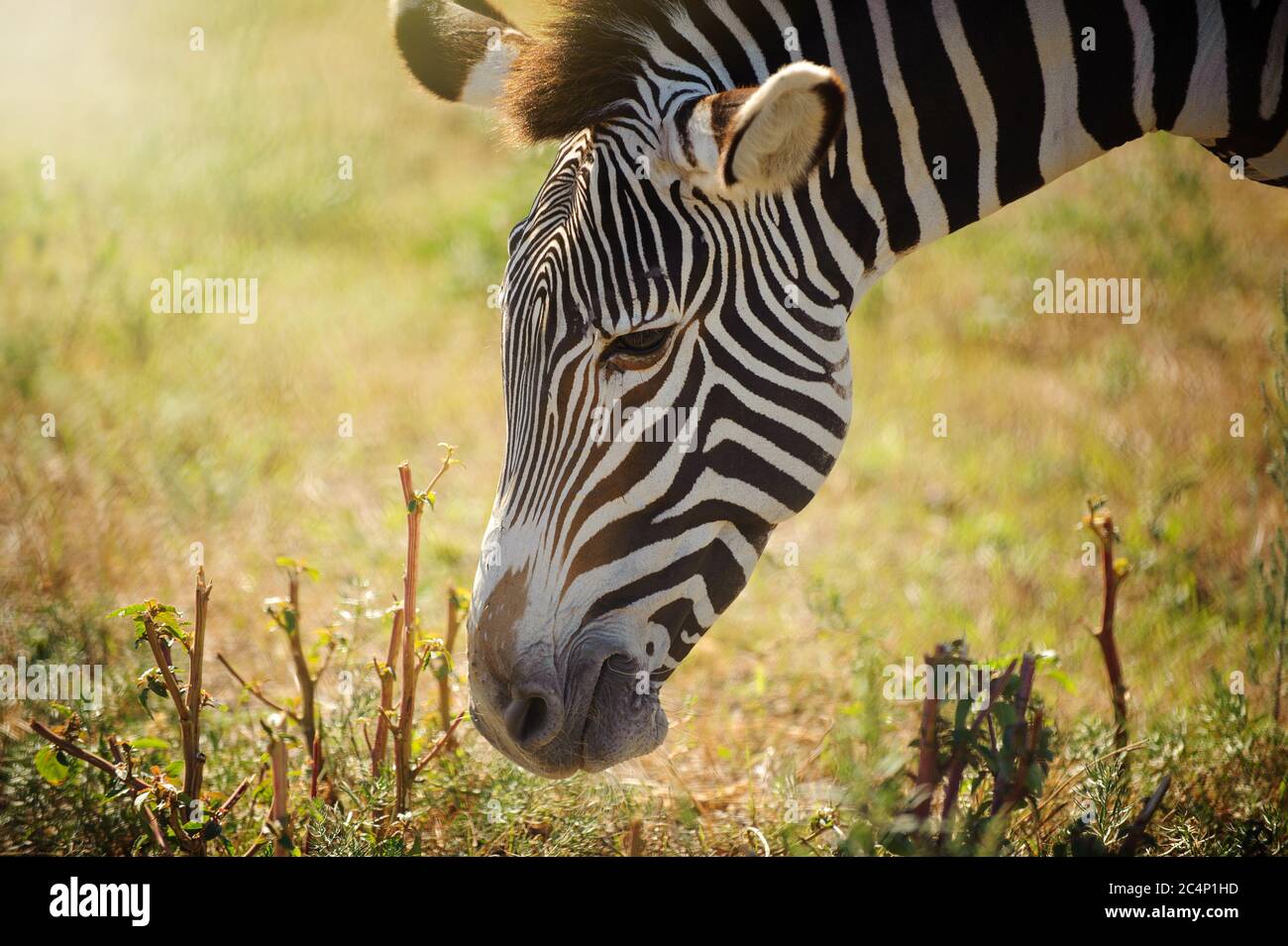 Portrait of a zebra hi-res stock photography and images - Alamy