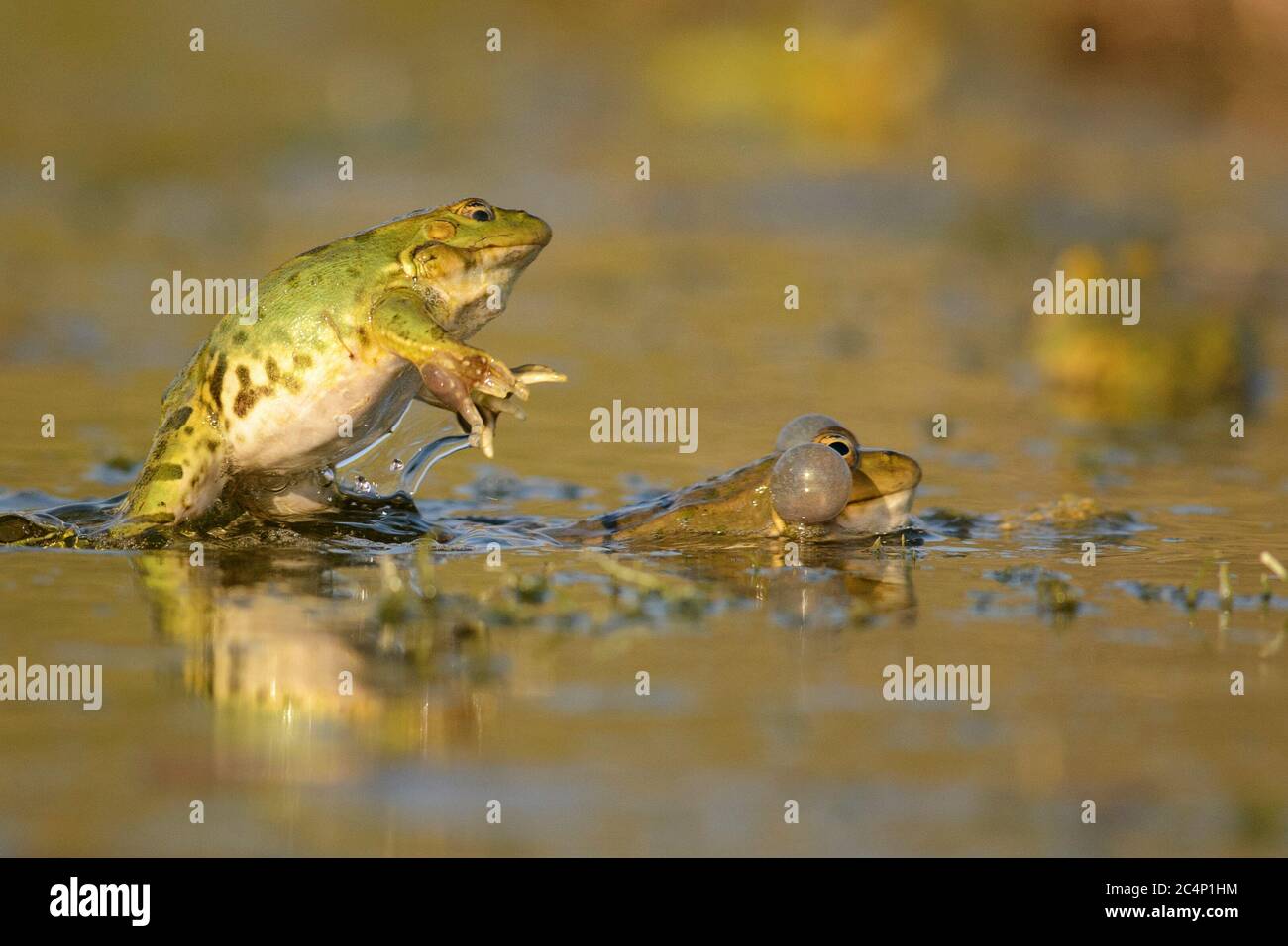 Green Marsh Frog jump on a beautiful light. Pelophylax ridibundus Stock ...