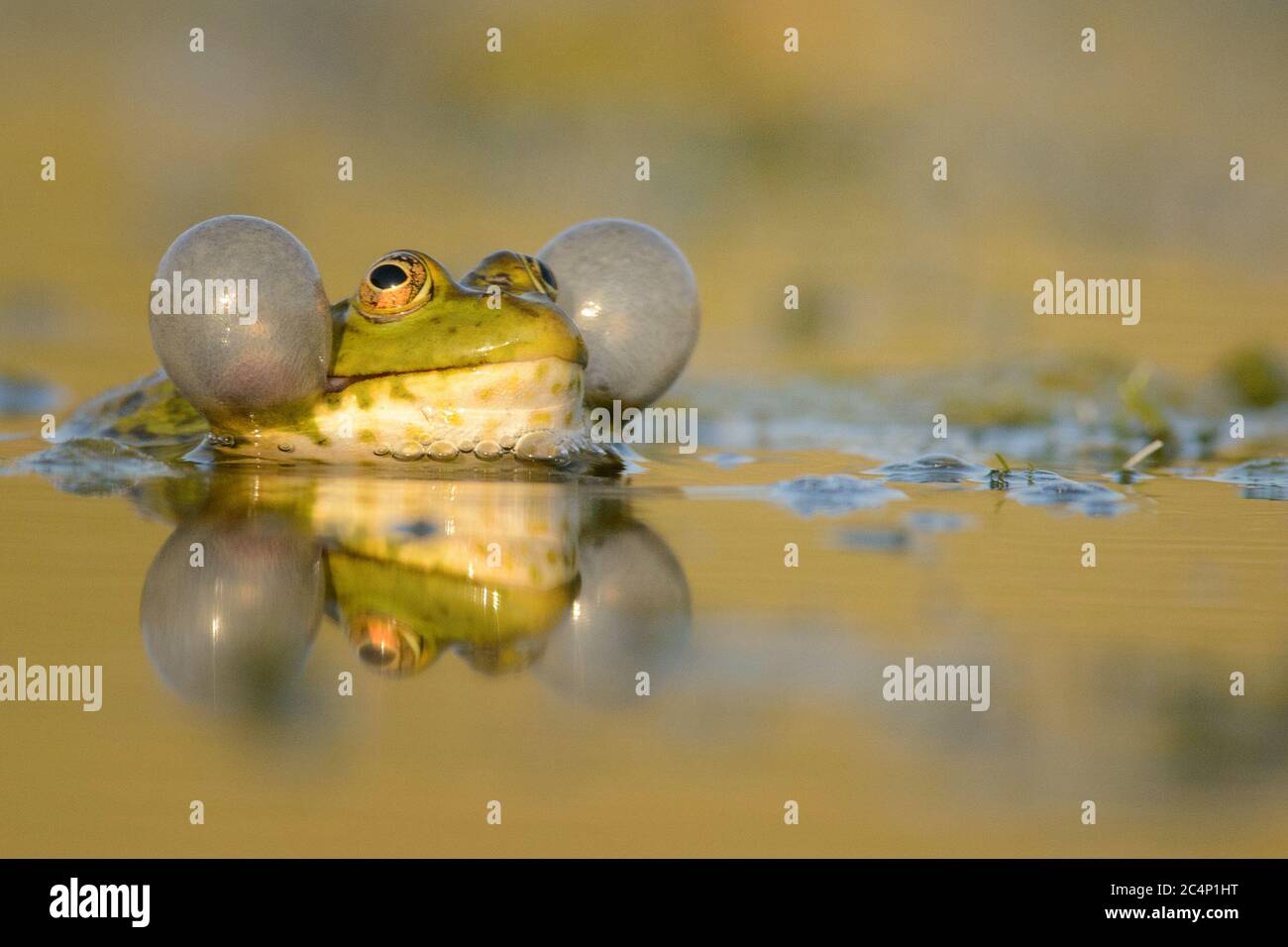 Green Marsh Frog (Pelophylax ridibundus) croaking on a beautiful light ...