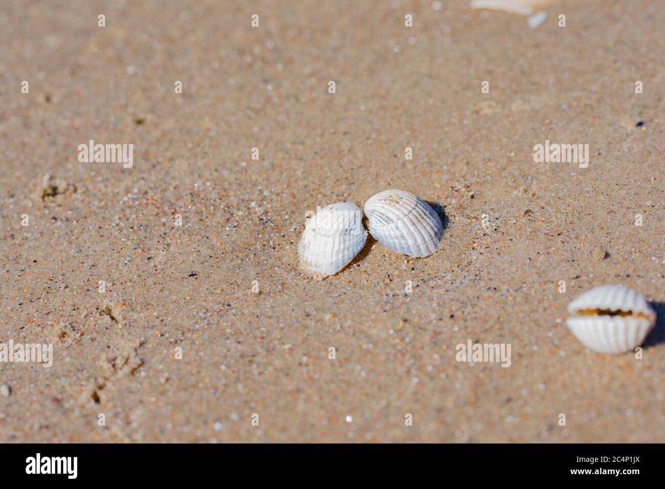 Cockle bivalve hi-res stock photography and images - Alamy