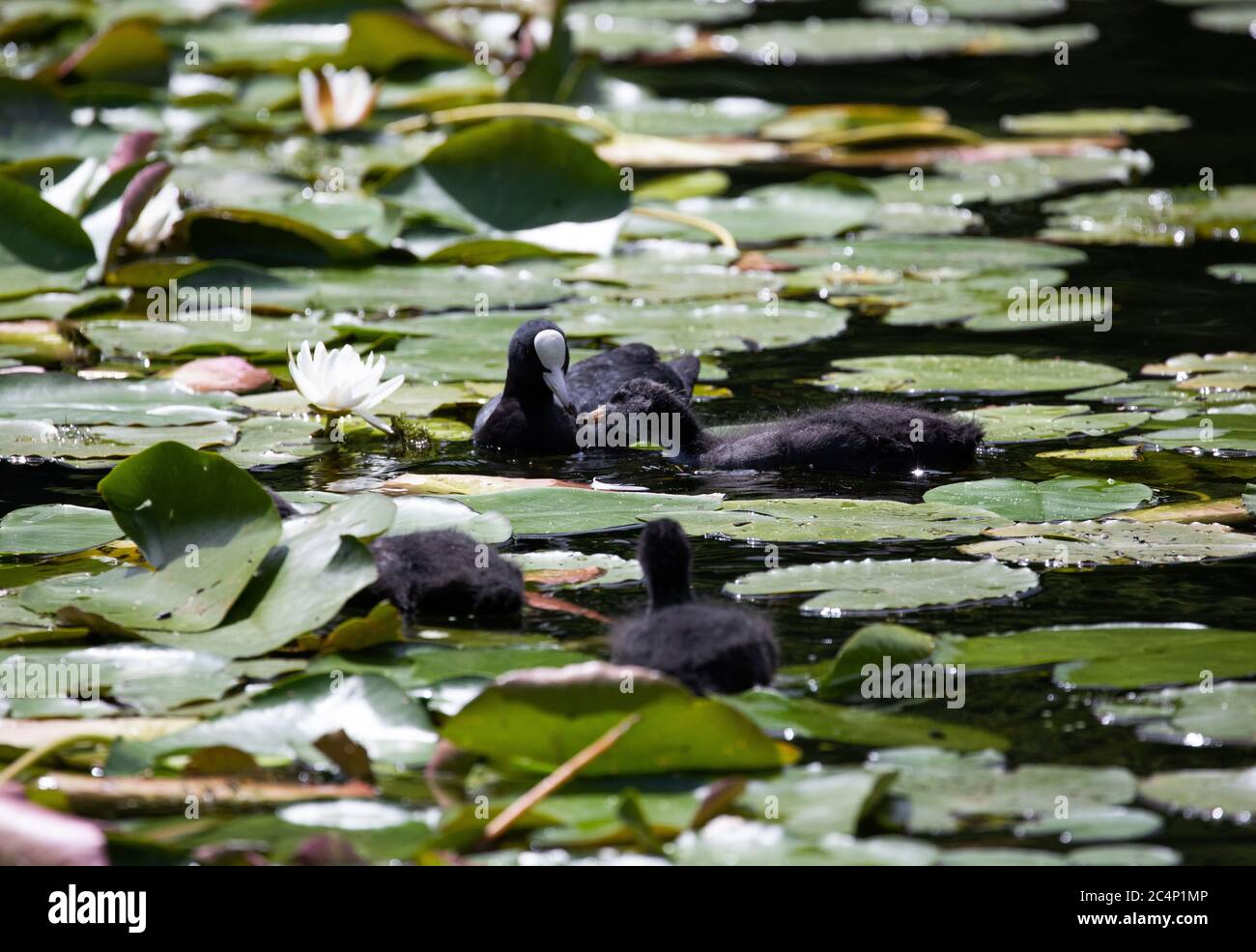 Keston Ponds, UK. 28th June, 2020. Coots with their juveniles on Keston ...