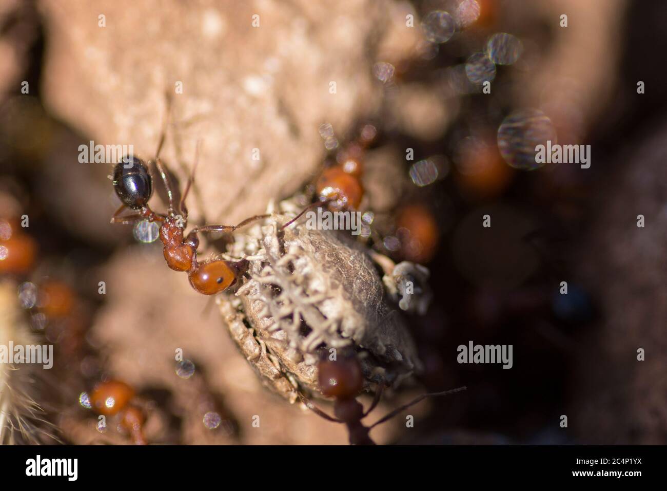 Macro shot of a "Messor Semirufus" Ants nest. Lower Galilee, Israel ...