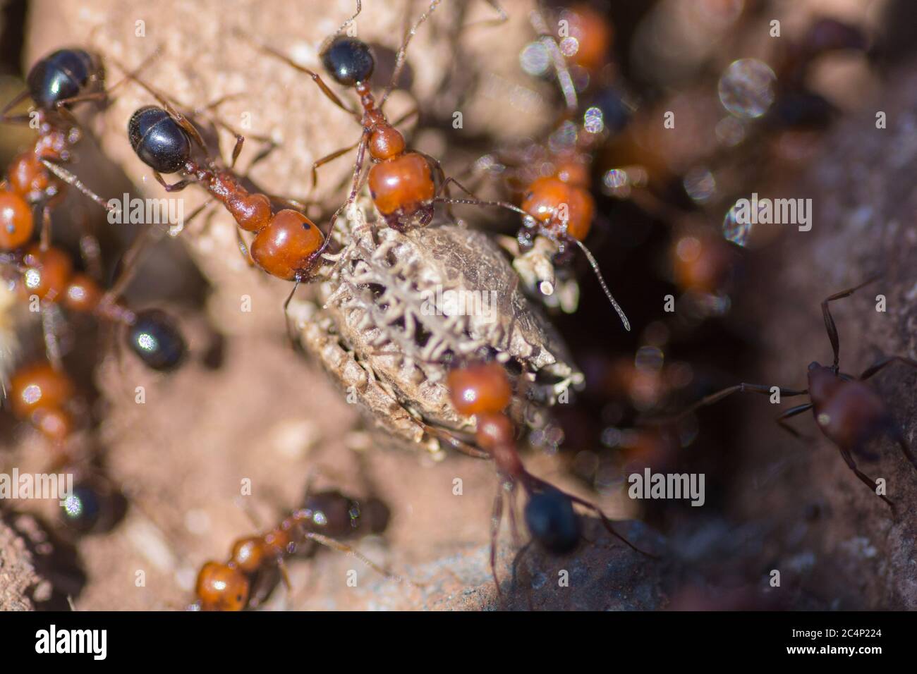 Messor semirufus hi-res stock photography and images - Alamy