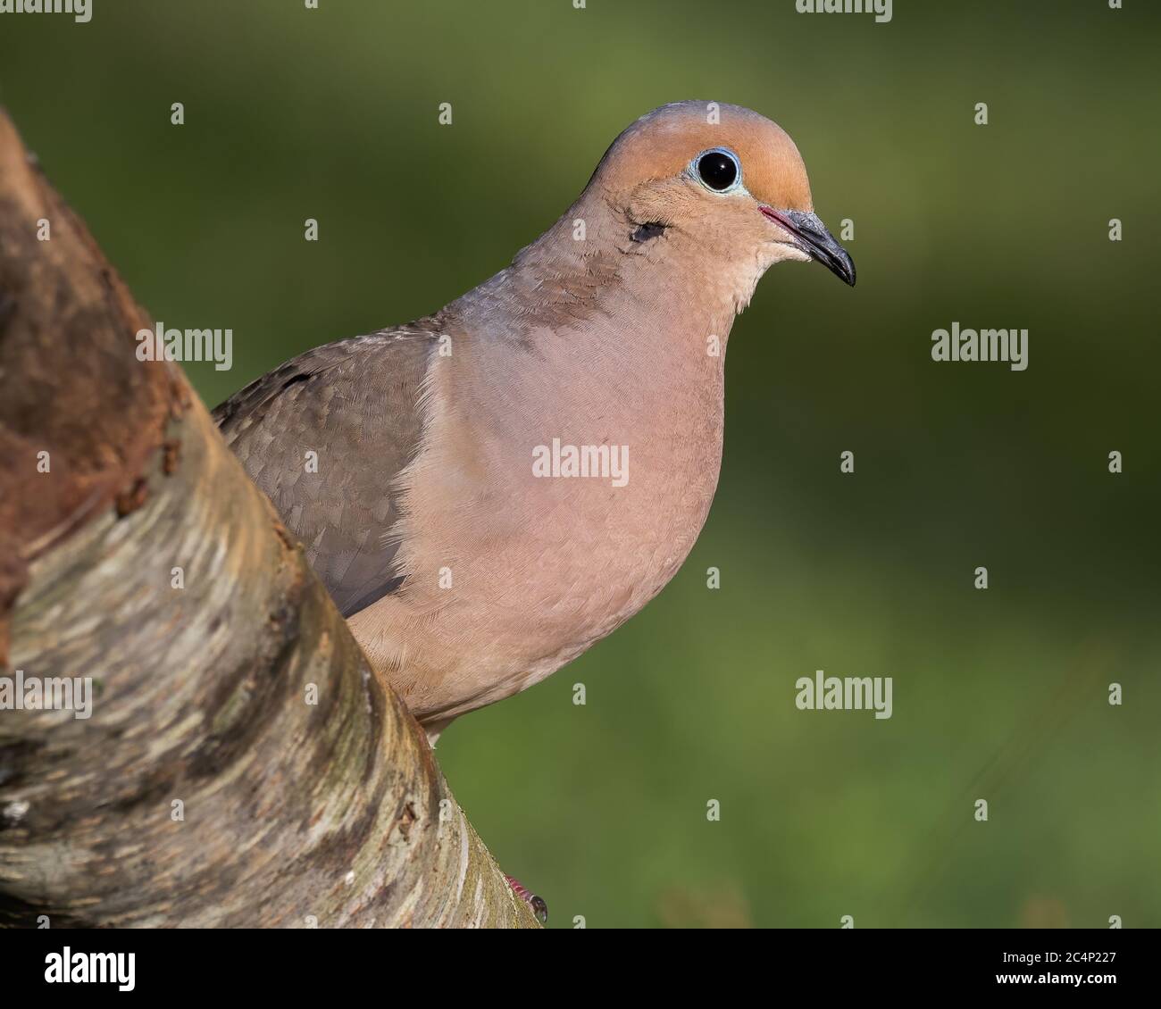 Slender tailed small headed dove hi-res stock photography and images ...