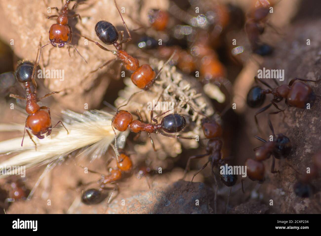 Large red ants nest hi-res stock photography and images - Alamy