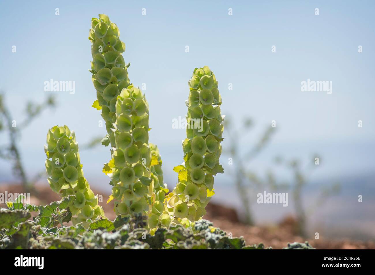 Moluccella plant, also known as the "Bells of Ireland", native to ...