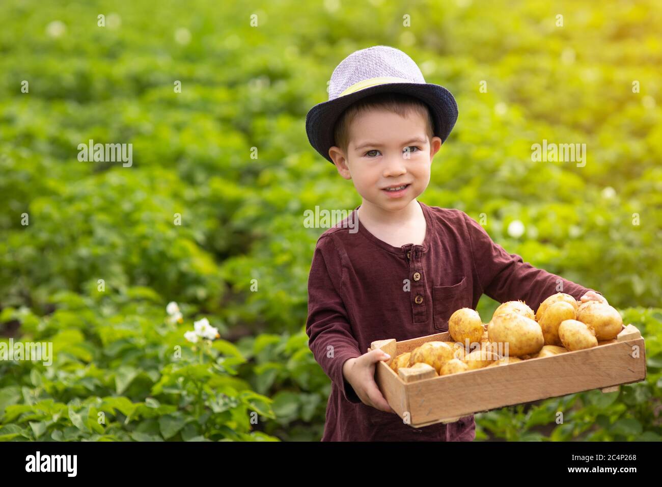 little boy with potatoes in crate Stock Photo - Alamy