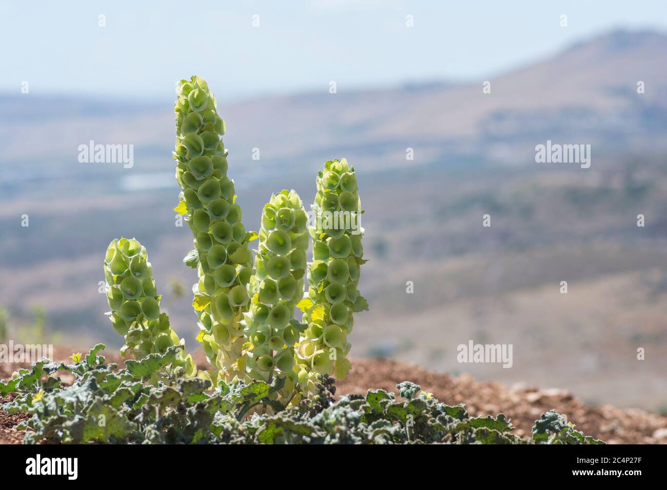 Moluccella plant, also known as the "Bells of Ireland", native to ...