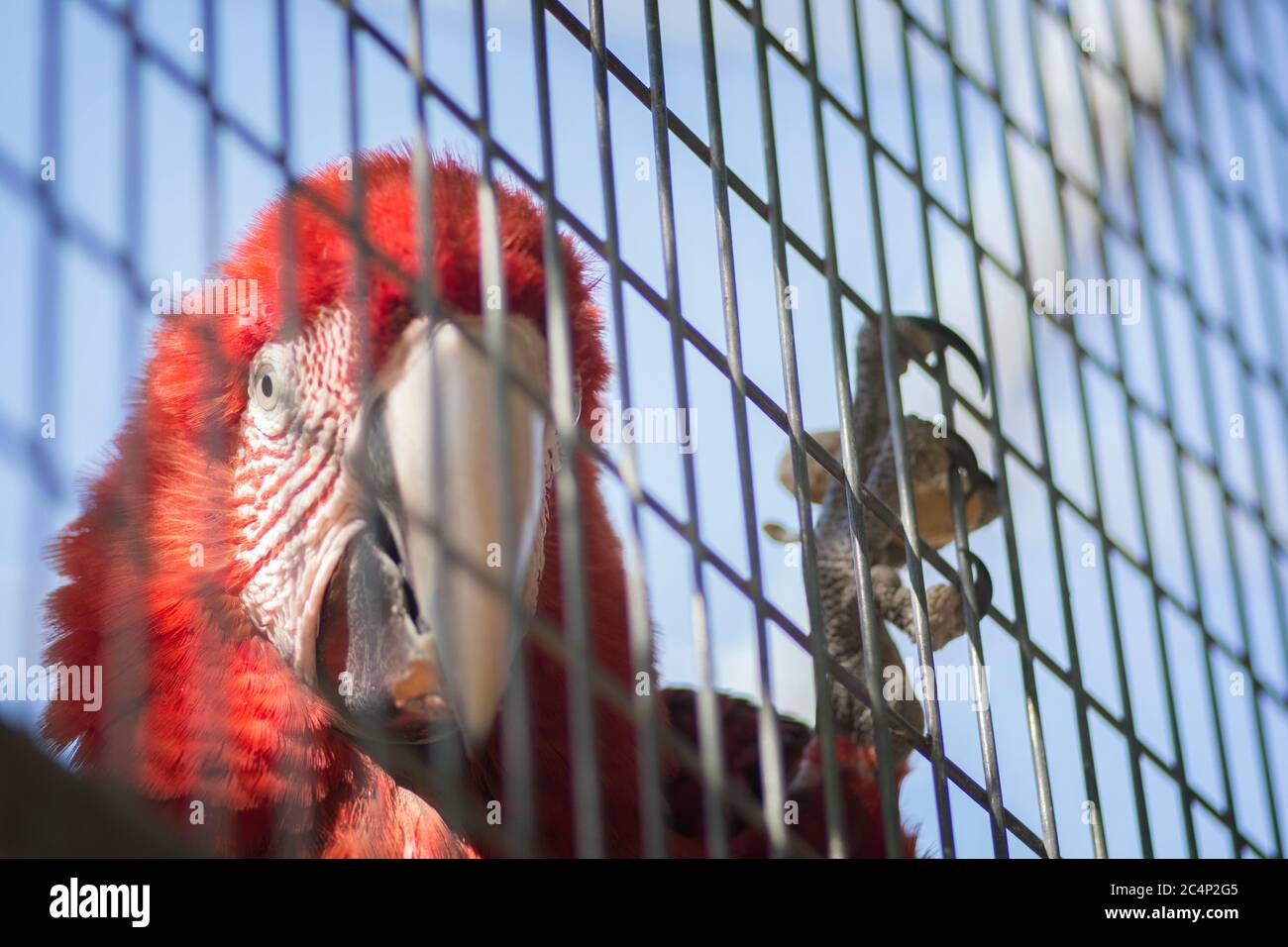 Caged green winged macaw hi-res stock photography and images - Alamy